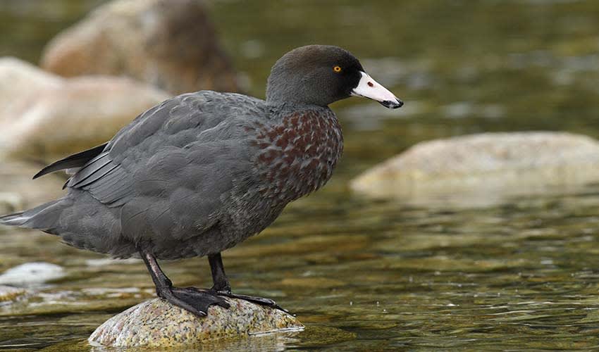 Hymenolaimus - Blue duck: facts, distribution & population | BioDB